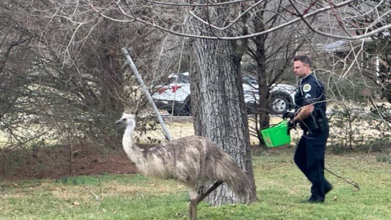 Police officer catch emu on the run in Nashville Police officer catch emu on the run in Nashville